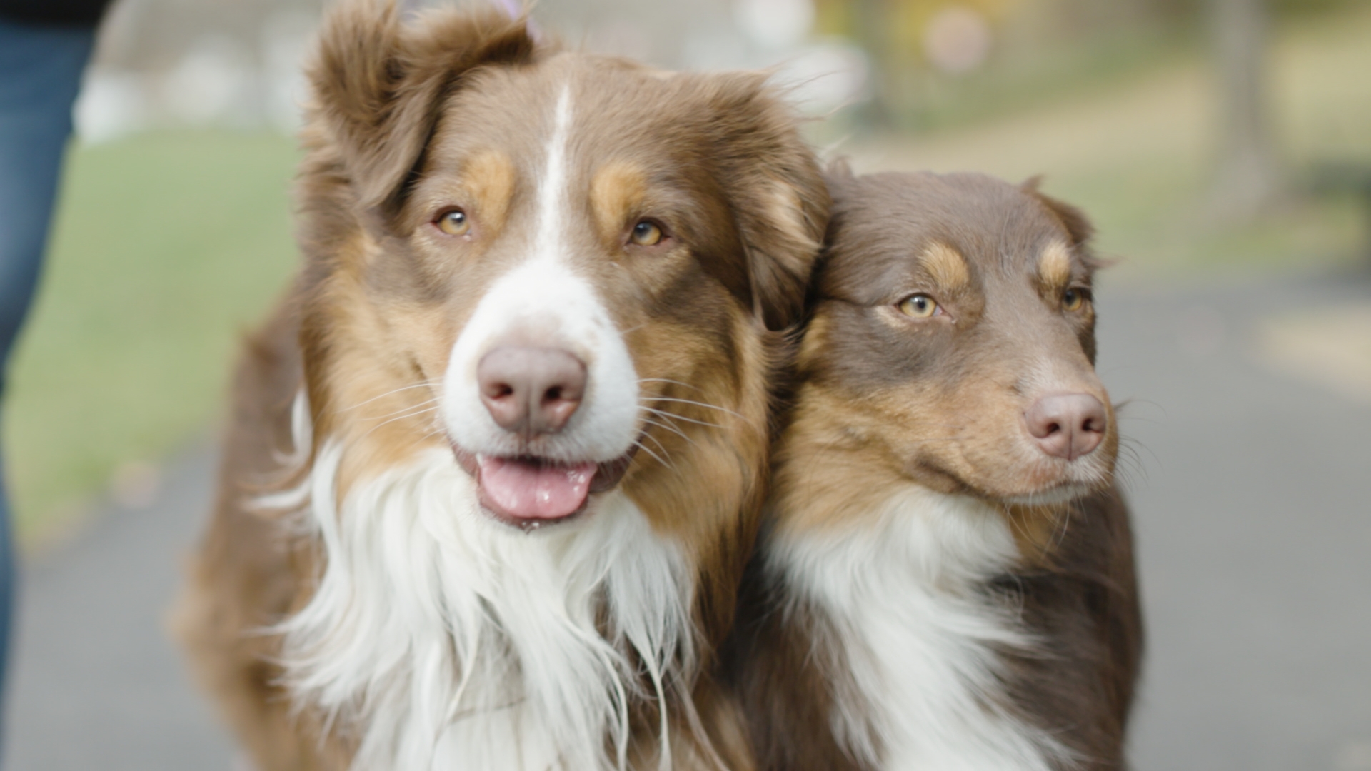 AKC Good Dog TV | December 24, 2025 | AKC.tv