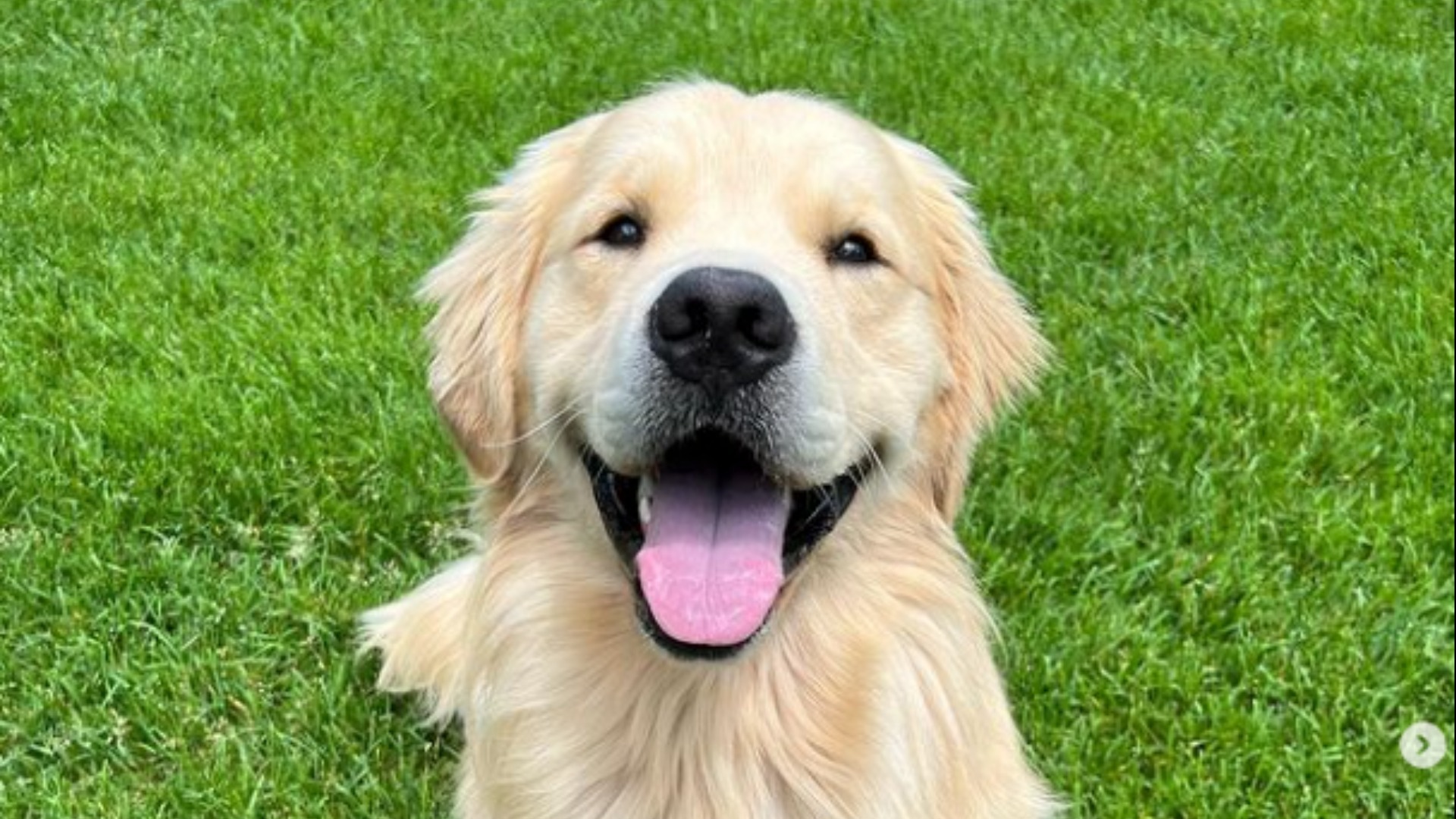 Drake the Pupstar | AKC.tv
