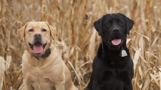 Labrador Retriever | AKC.tv