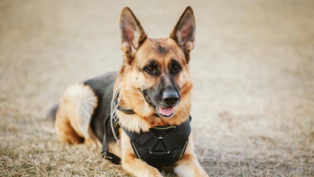 German Shepherd Dog | AKC.tv