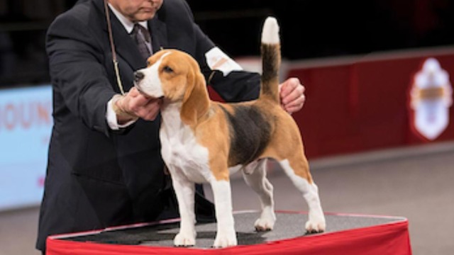 Beagle | AKC.tv