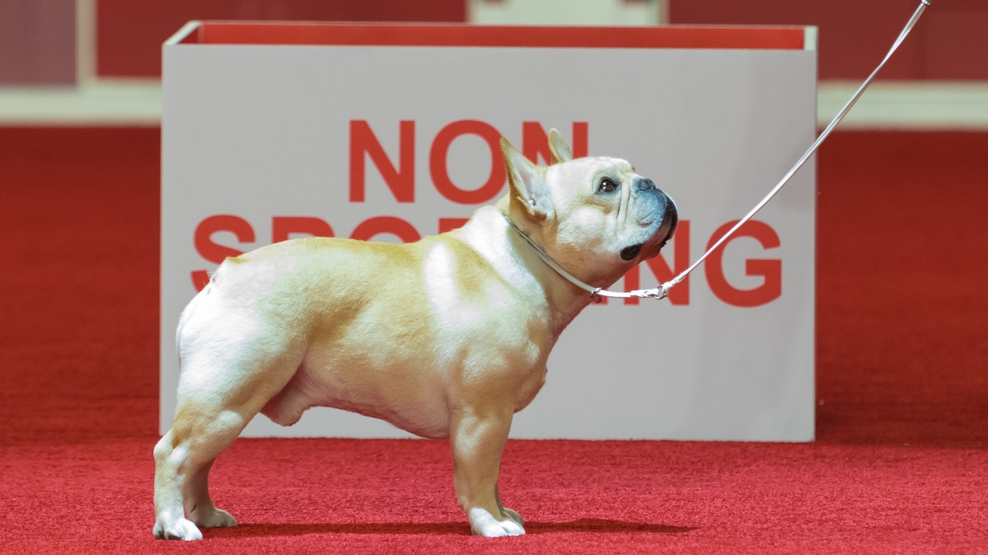 AKC.tv's Journey to the National Championship | AKC.tv