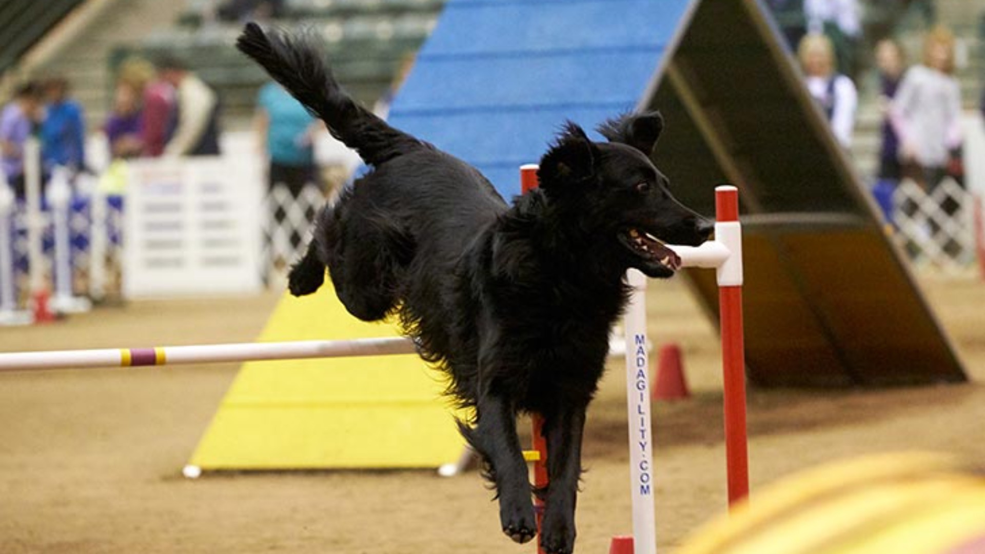 Agility Weaves, Tunnels & Jumps | AKC.tv