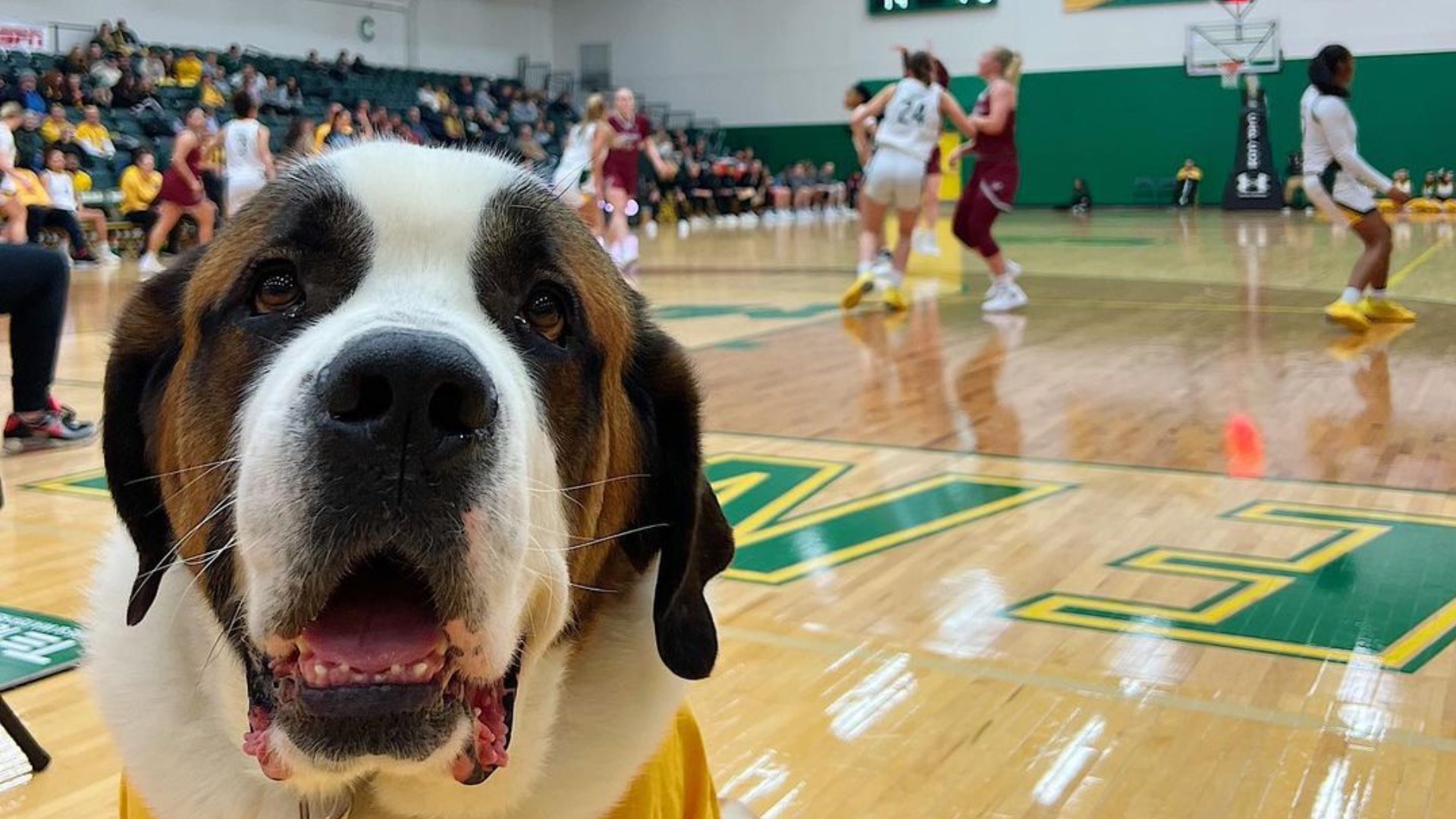 Siena College's First Canine Mascot | AKC.tv