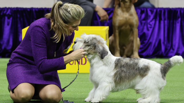 PBGV Wins the 2023 Westminster Kennel Dog Show | AKC.tv