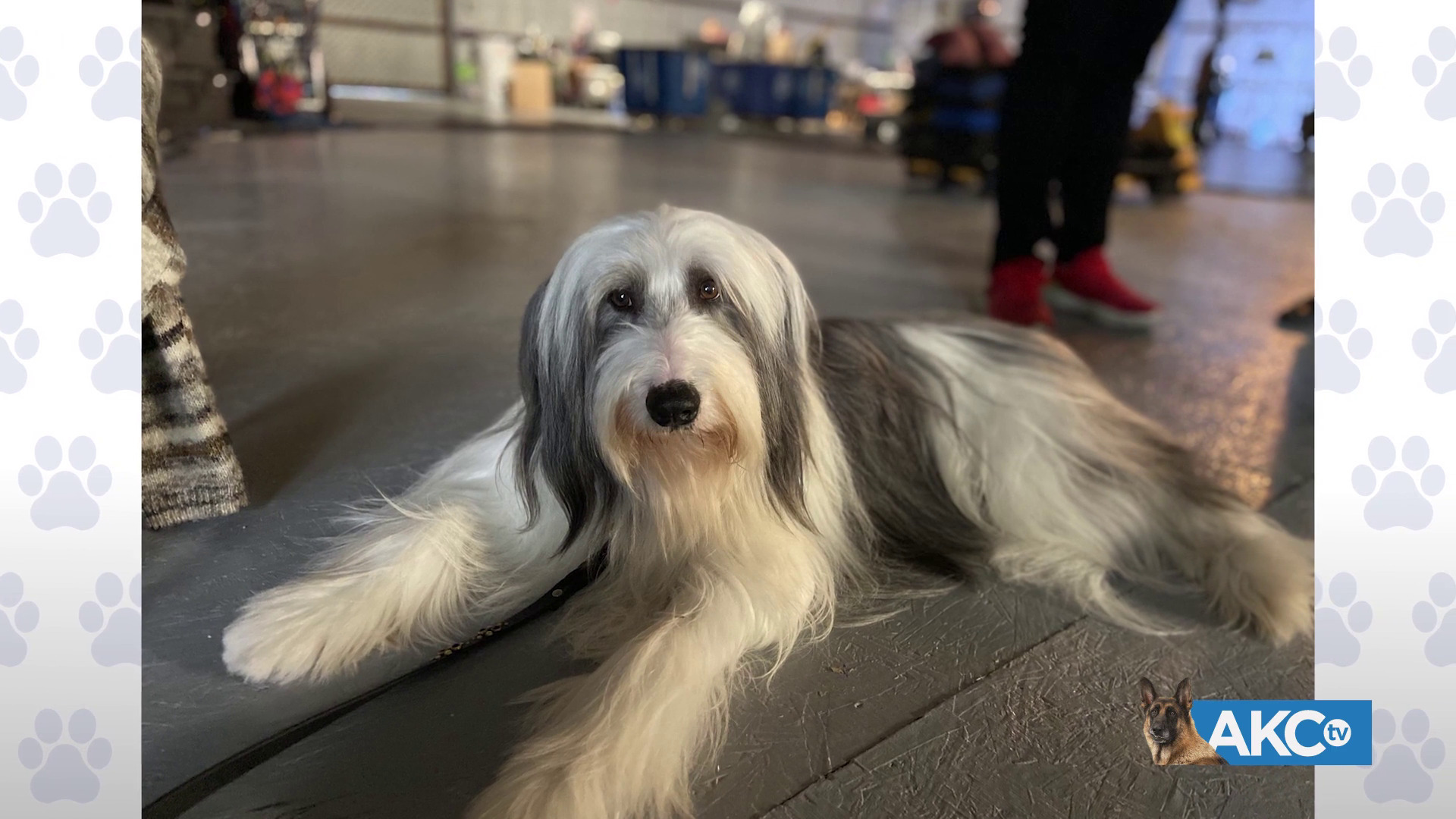 How to Become a Canine Actor | AKC.tv