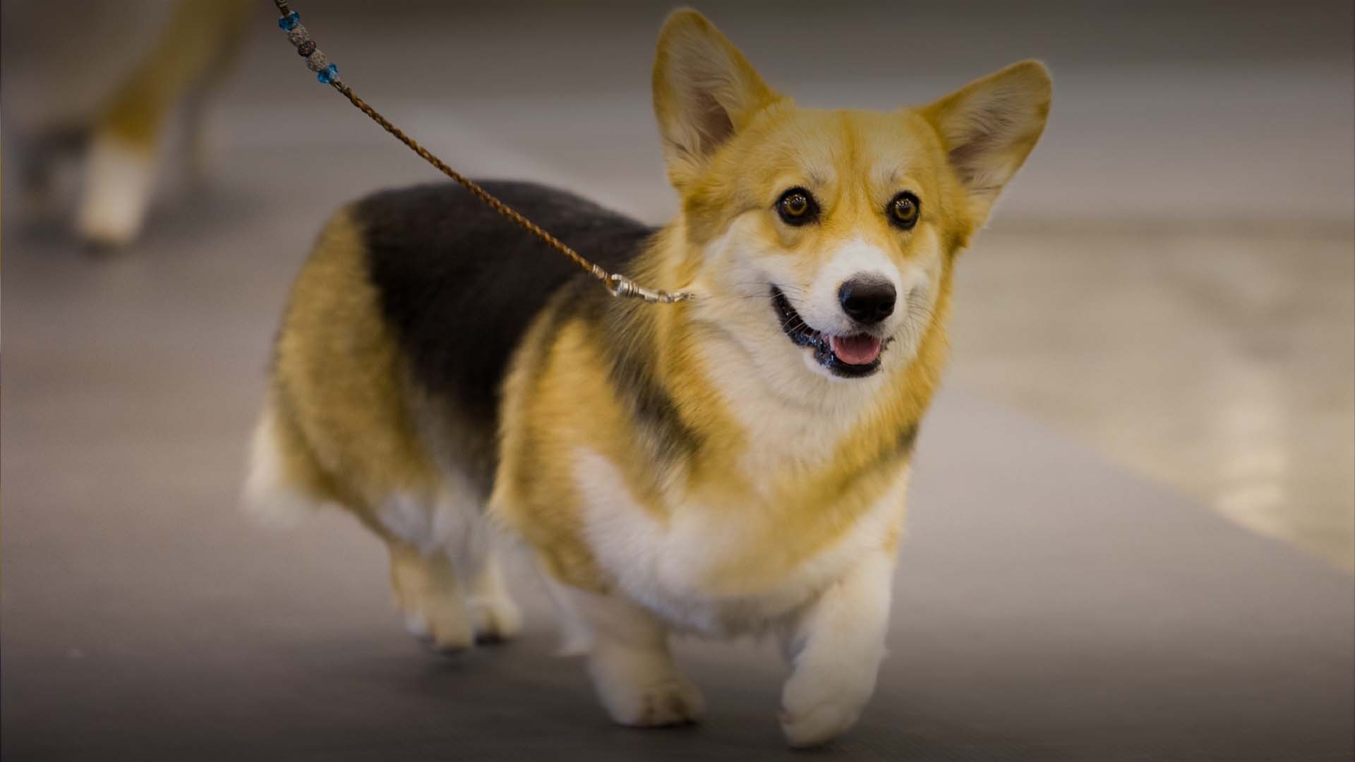 Upcoming Events Live on AKC.TV