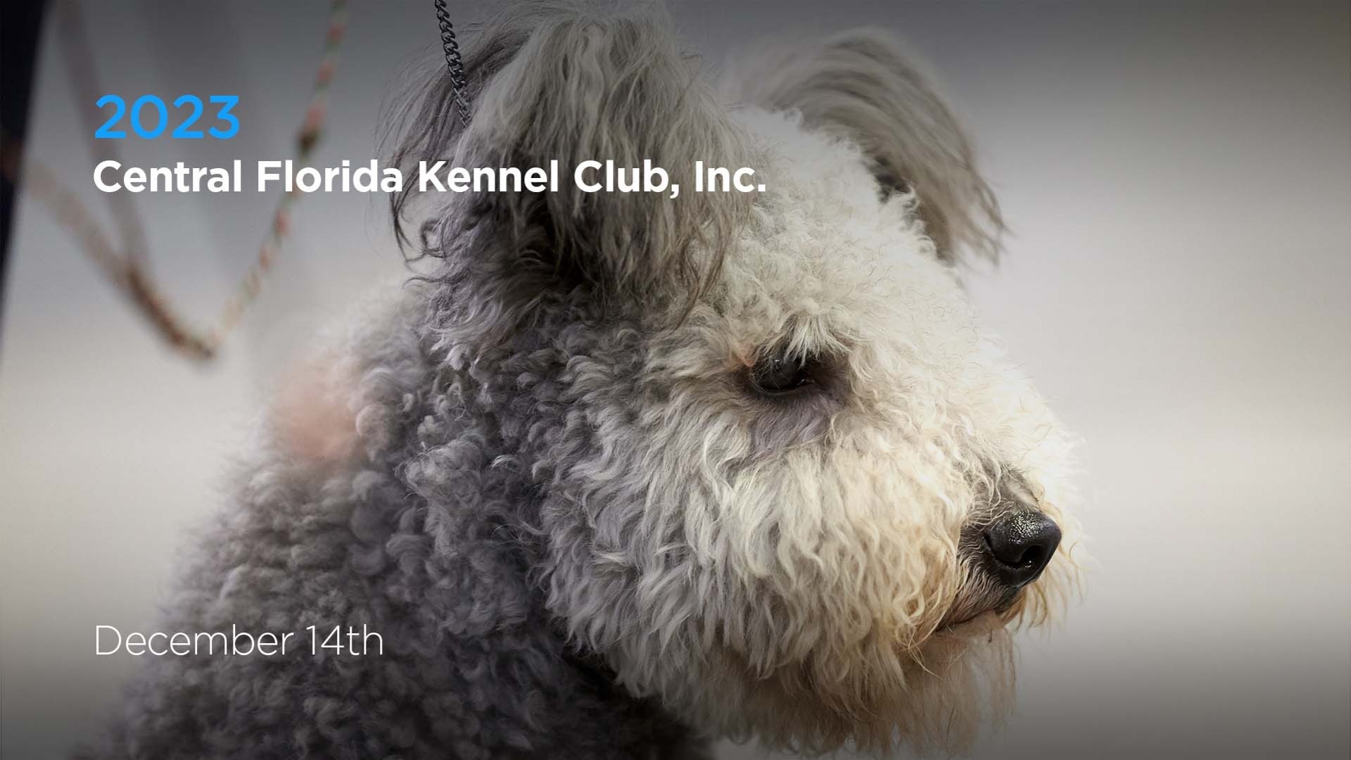2023 Central Florida Kennel Club, Inc. | AKC.tv