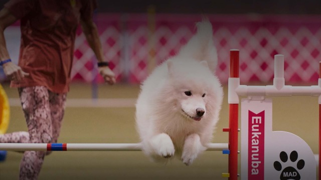 Upcoming Events Live on AKC.TV