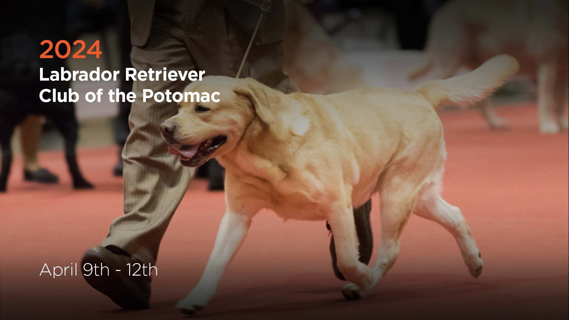 2024 Labrador Retriever Club of the Potomac | AKC.tv