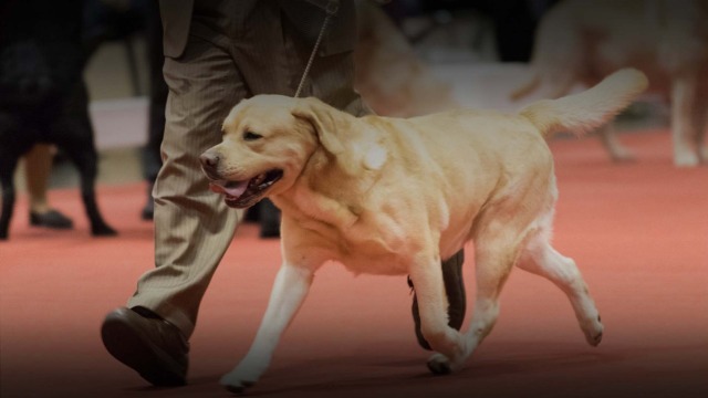 Upcoming Events Live on AKC.TV