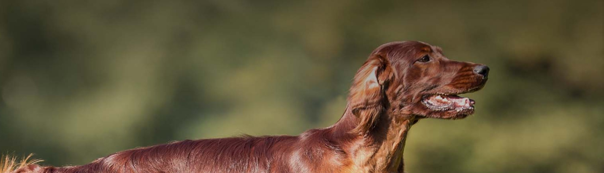 2024 Irish Setter Club of America National Specialty | AKC.tv