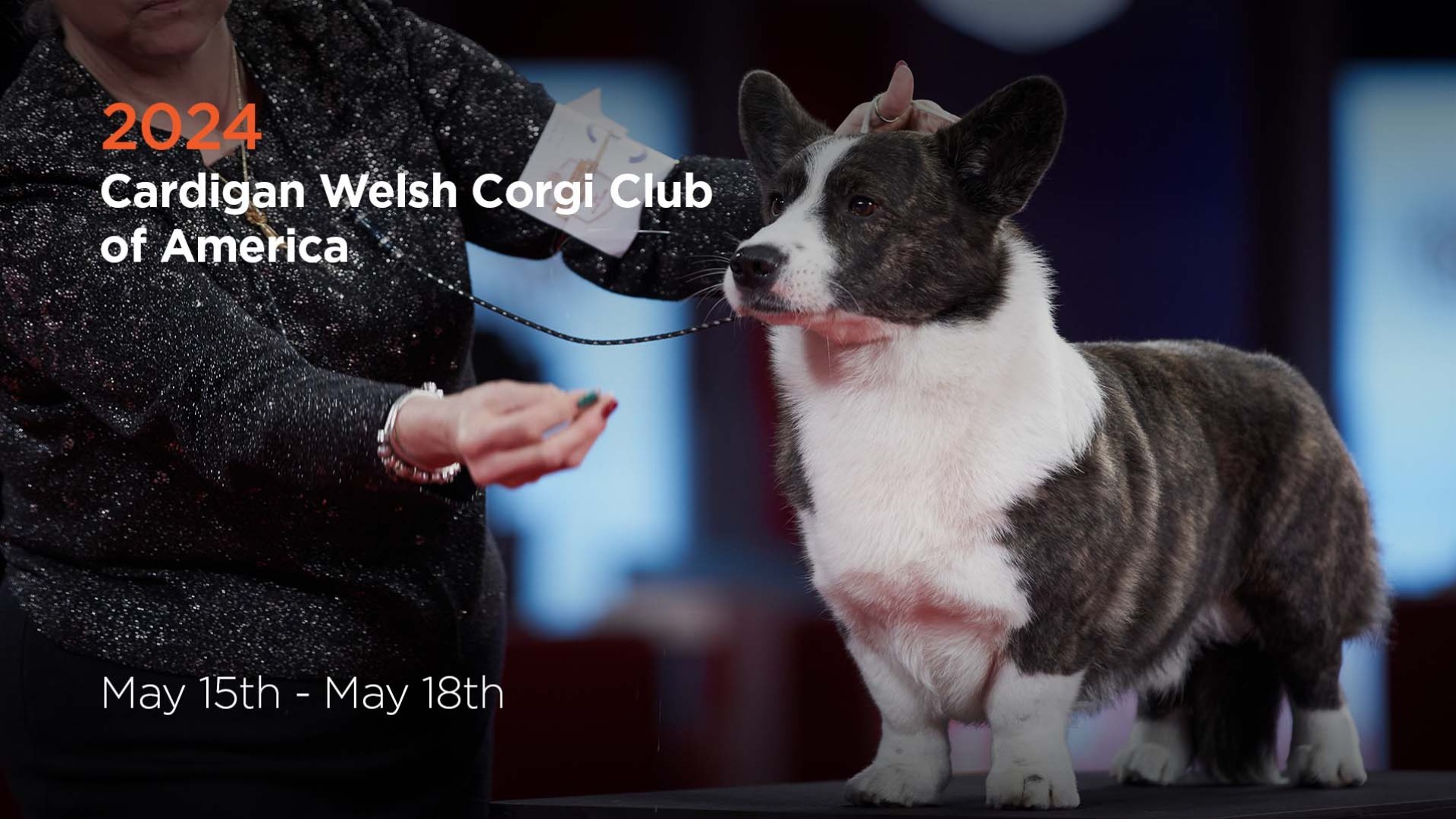 2024 Cardigan Welsh Corgi Club of America | AKC.tv