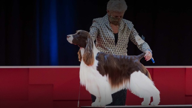 Upcoming Events Live on AKC.TV