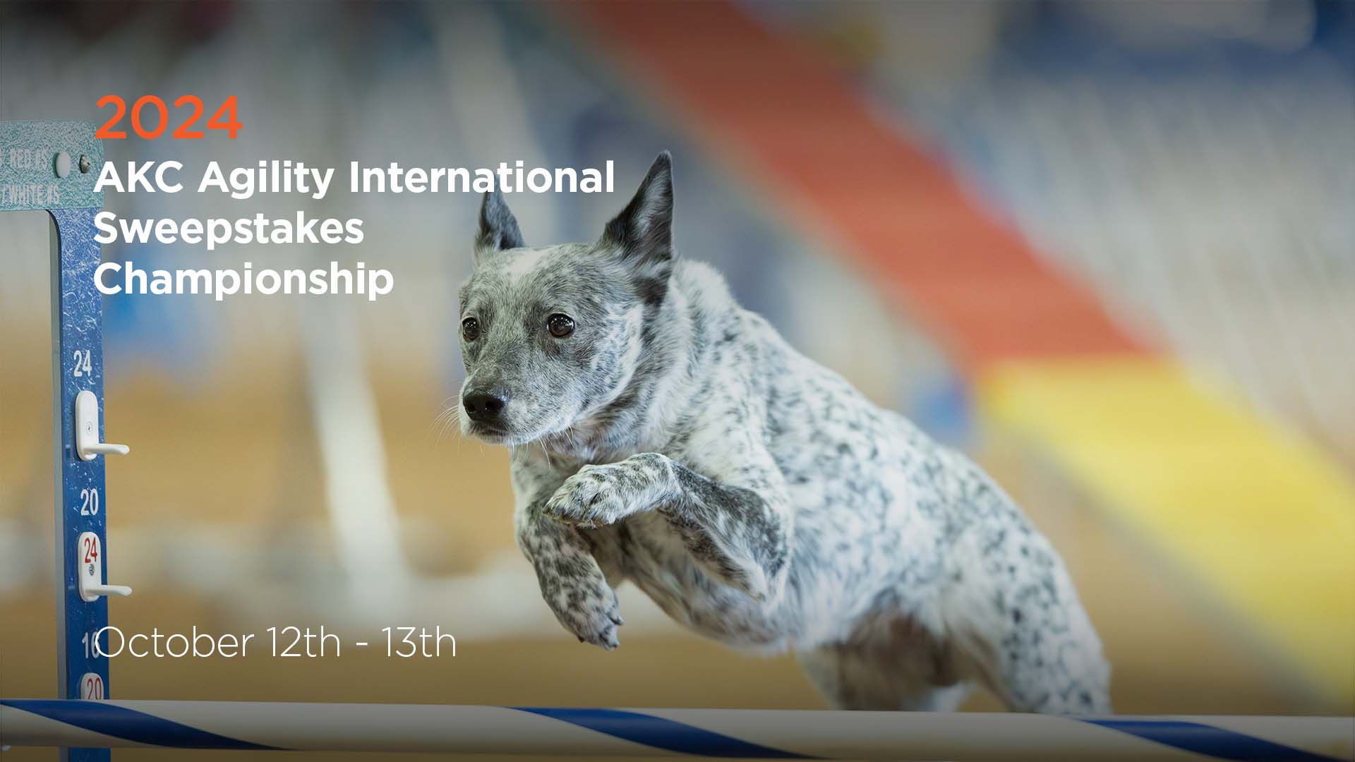 2024 AKC Agility International Sweepstakes Championship | AKC.tv