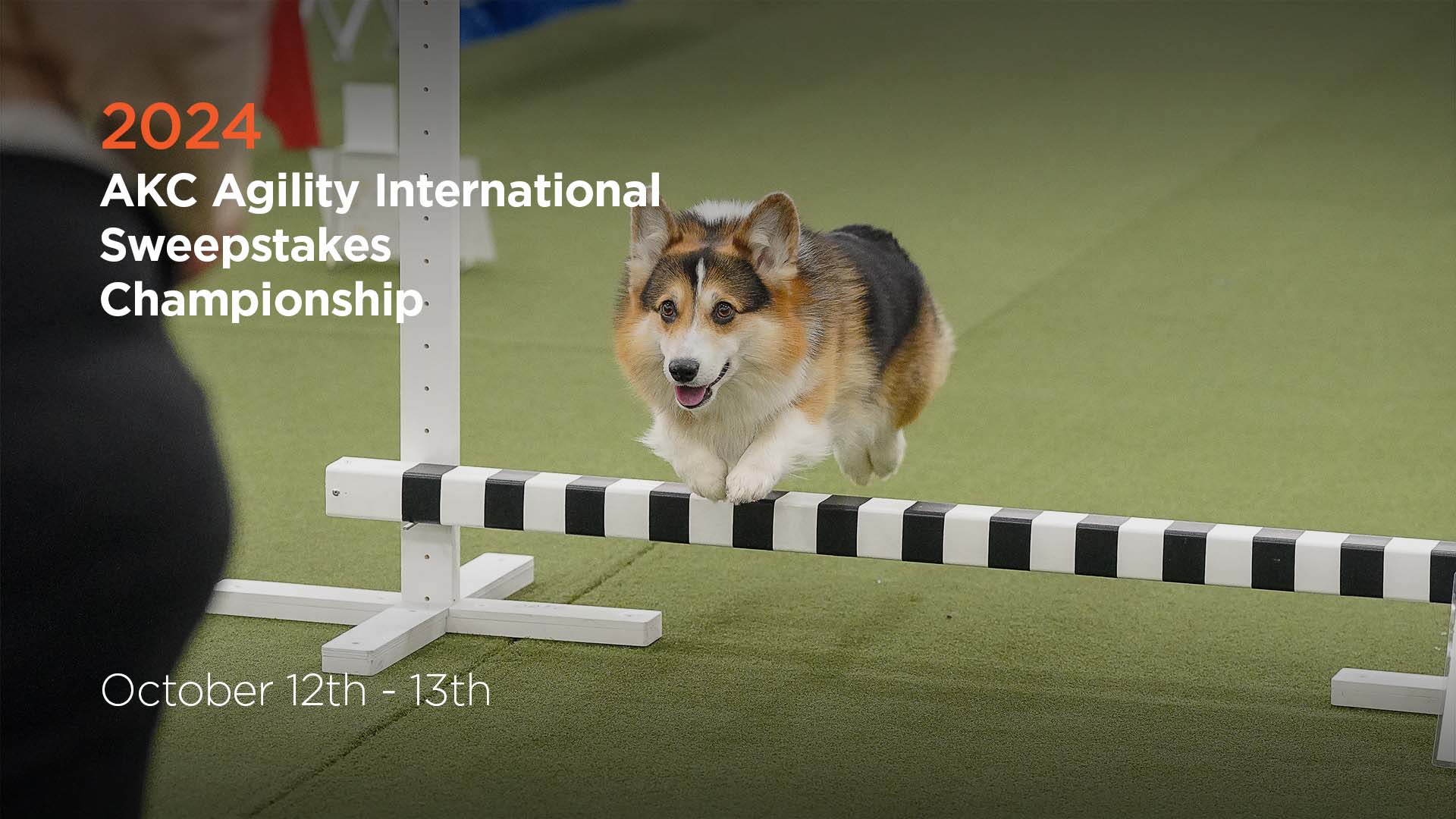 2024 AKC Agility International Sweepstakes Championship | AKC.tv