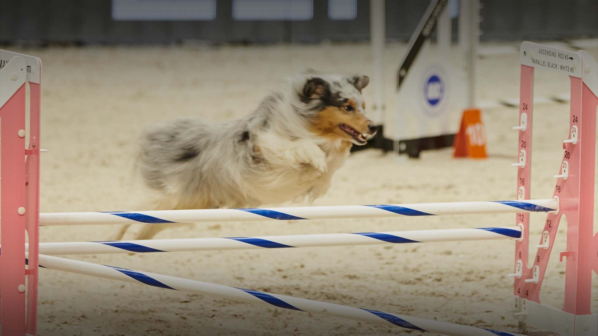 Upcoming Events Live on AKC.TV