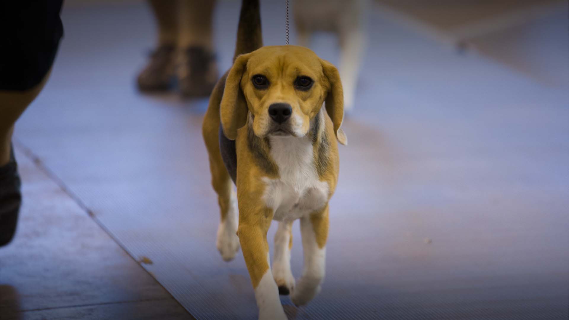 All Dog Videos. All Day. Live on AKC.TV.