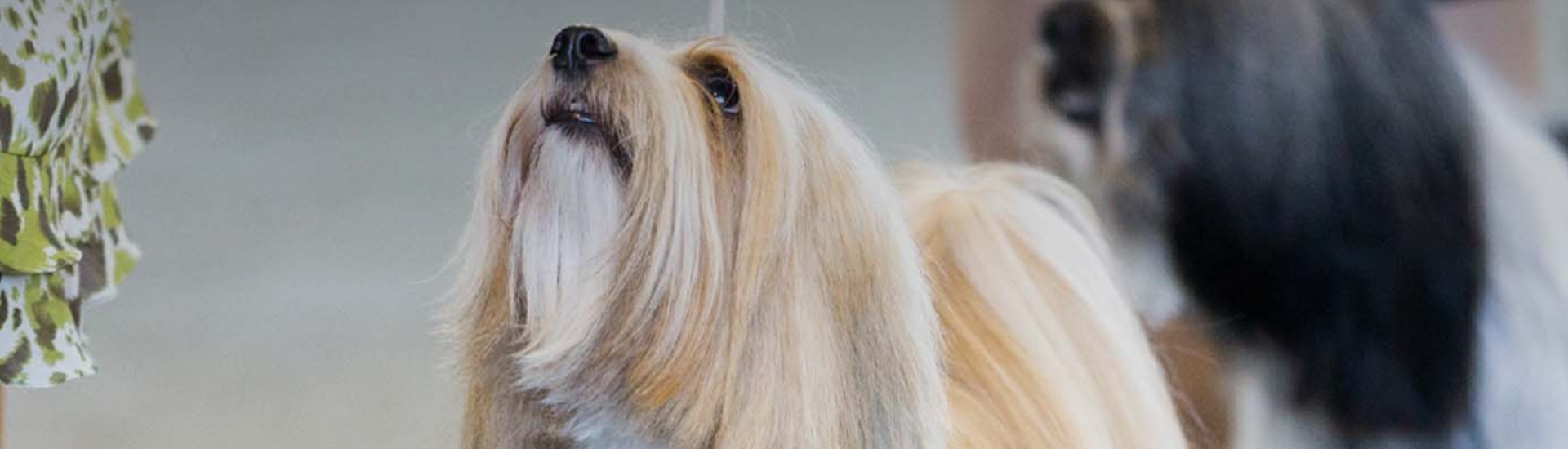 2025 Progressive Dog Club | AKC.tv