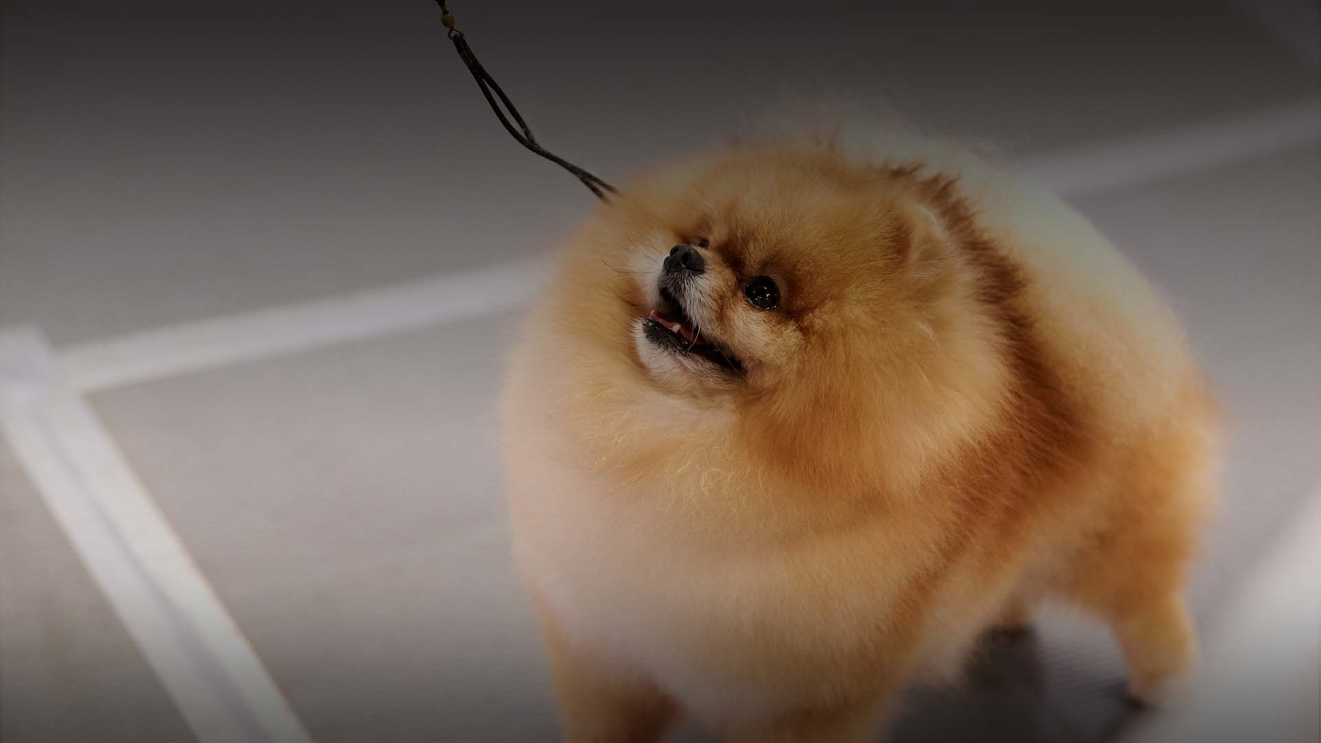 All AKC Events | AKC TV