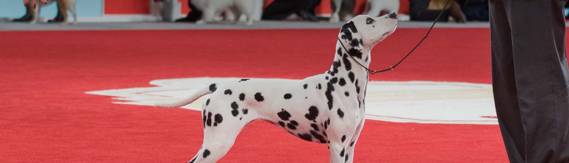 2025 Kentuckiana Dog Show Cluster | AKC.tv