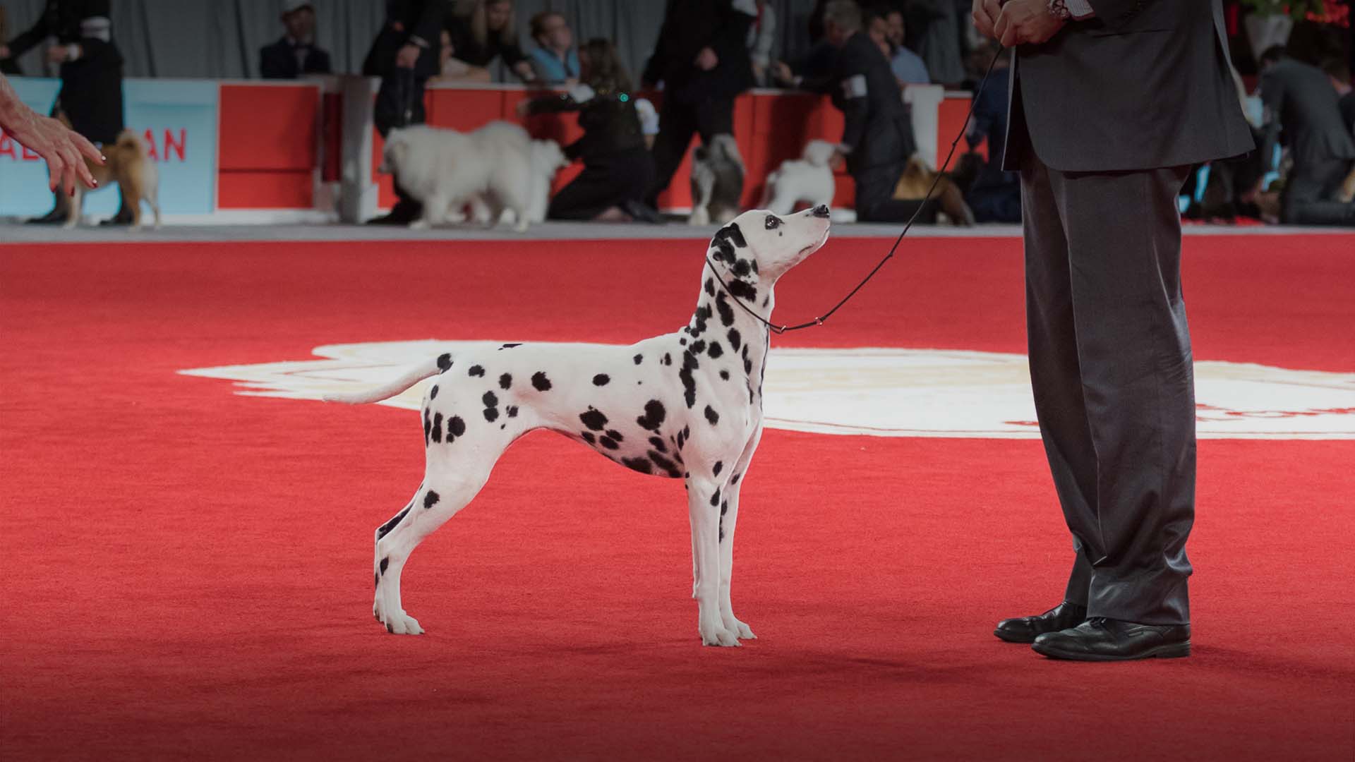 Upcoming Events Live on AKC.TV