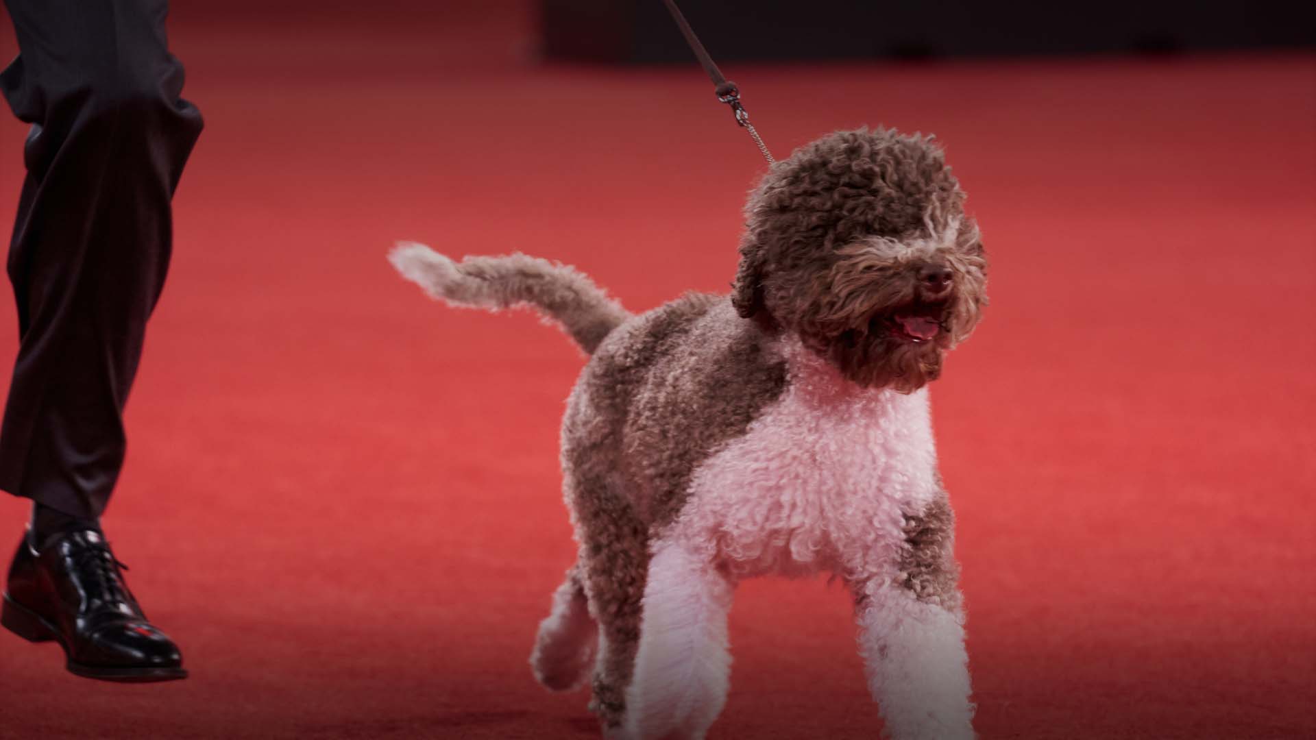 Upcoming Events Live on AKC.TV