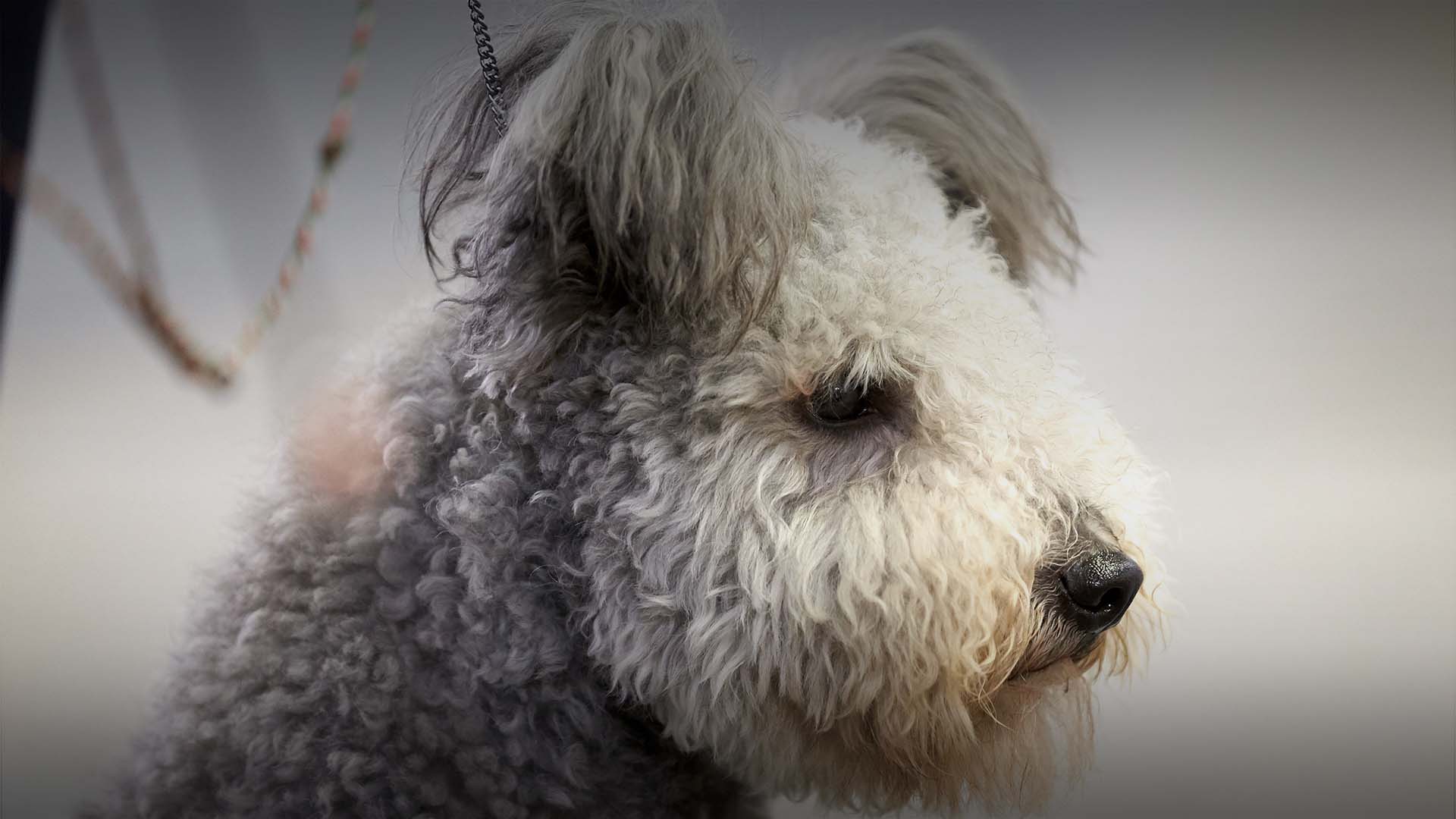 All AKC Events | AKC TV