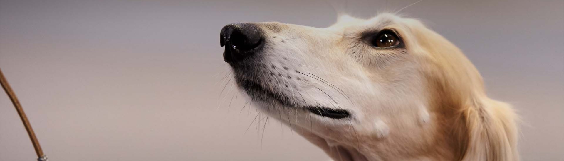 2025 Morris & Essex Kennel Club | AKC.tv