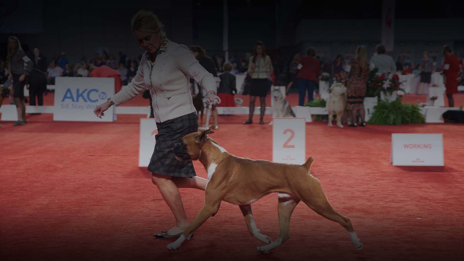 All AKC Events | AKC TV