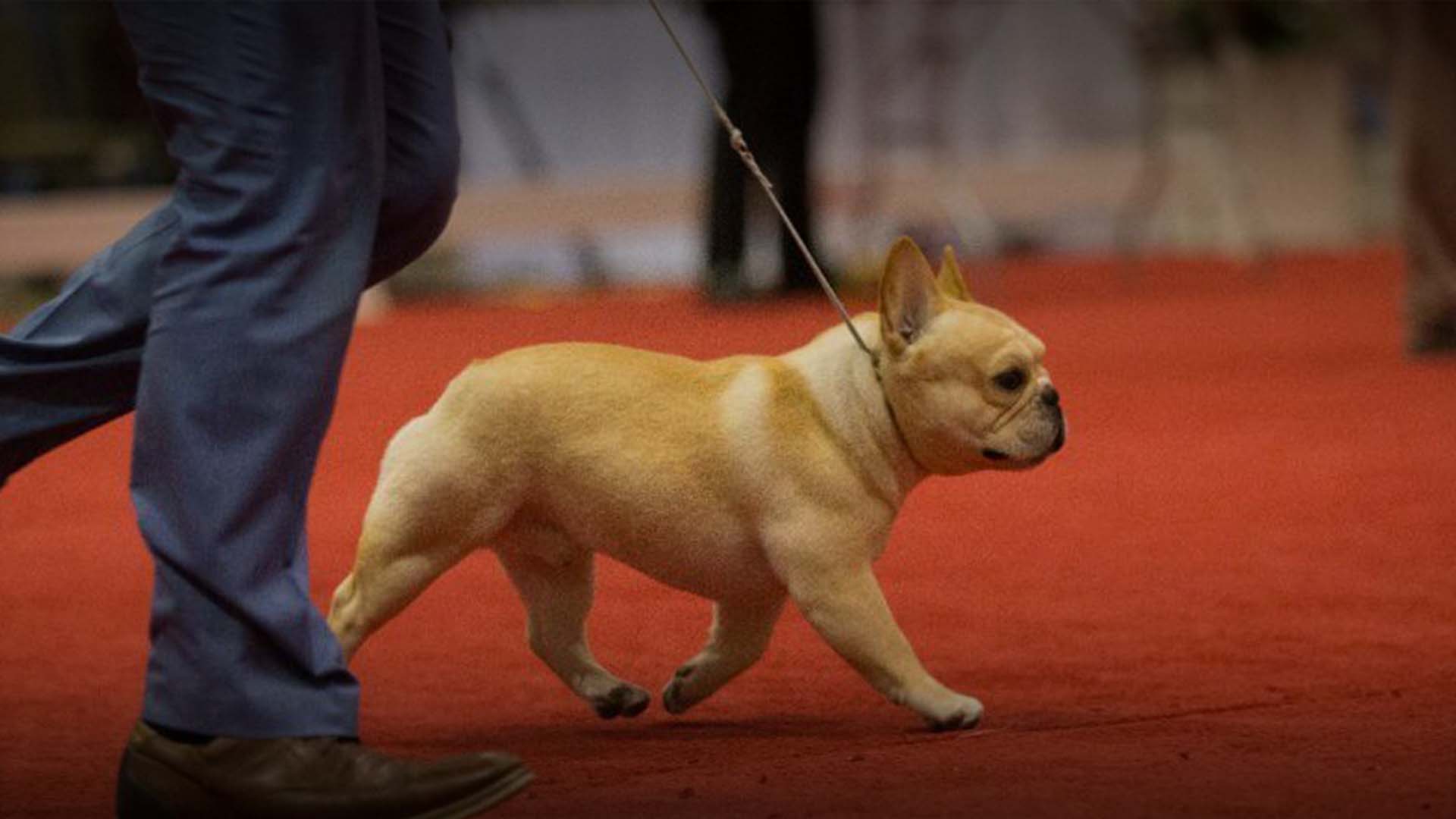 Upcoming Events Live on AKC.TV