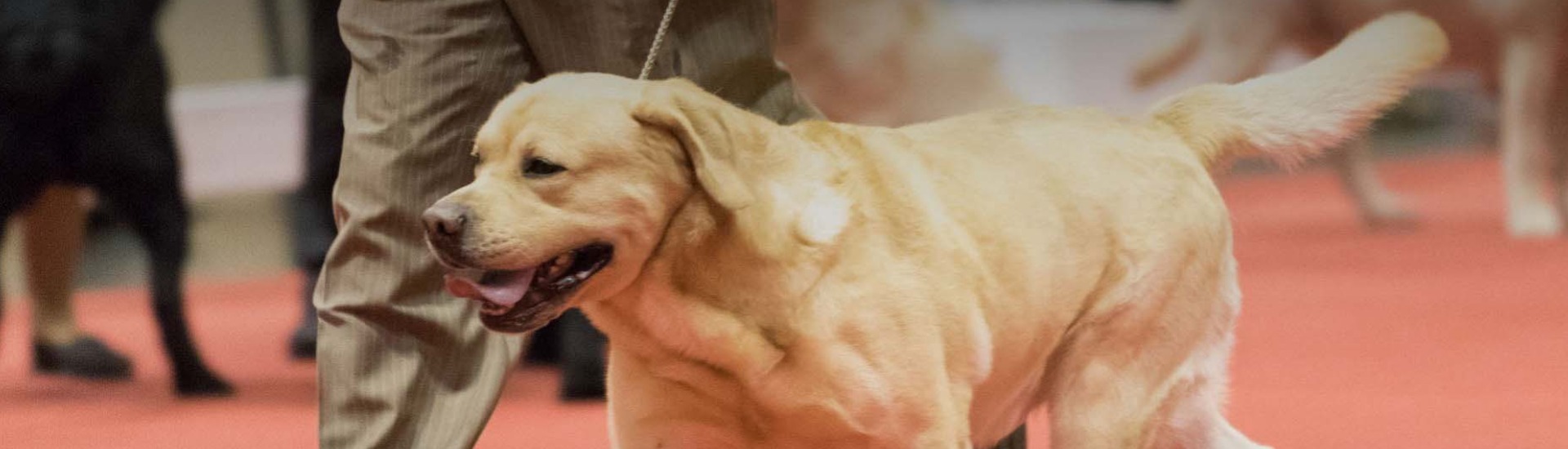 2025 Labrador Retriever Club of the Potomac | AKC.tv