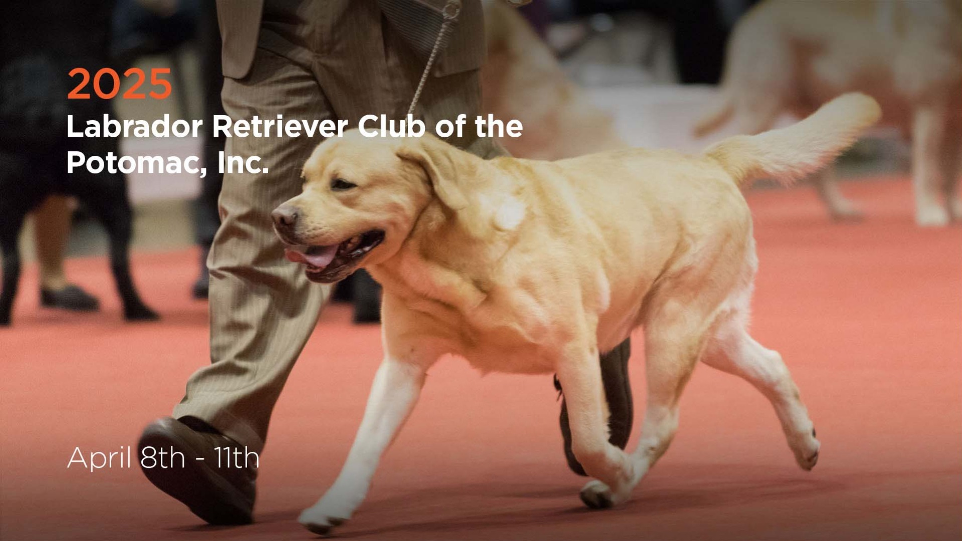 2025 Labrador Retriever Club of the Potomac | AKC.tv