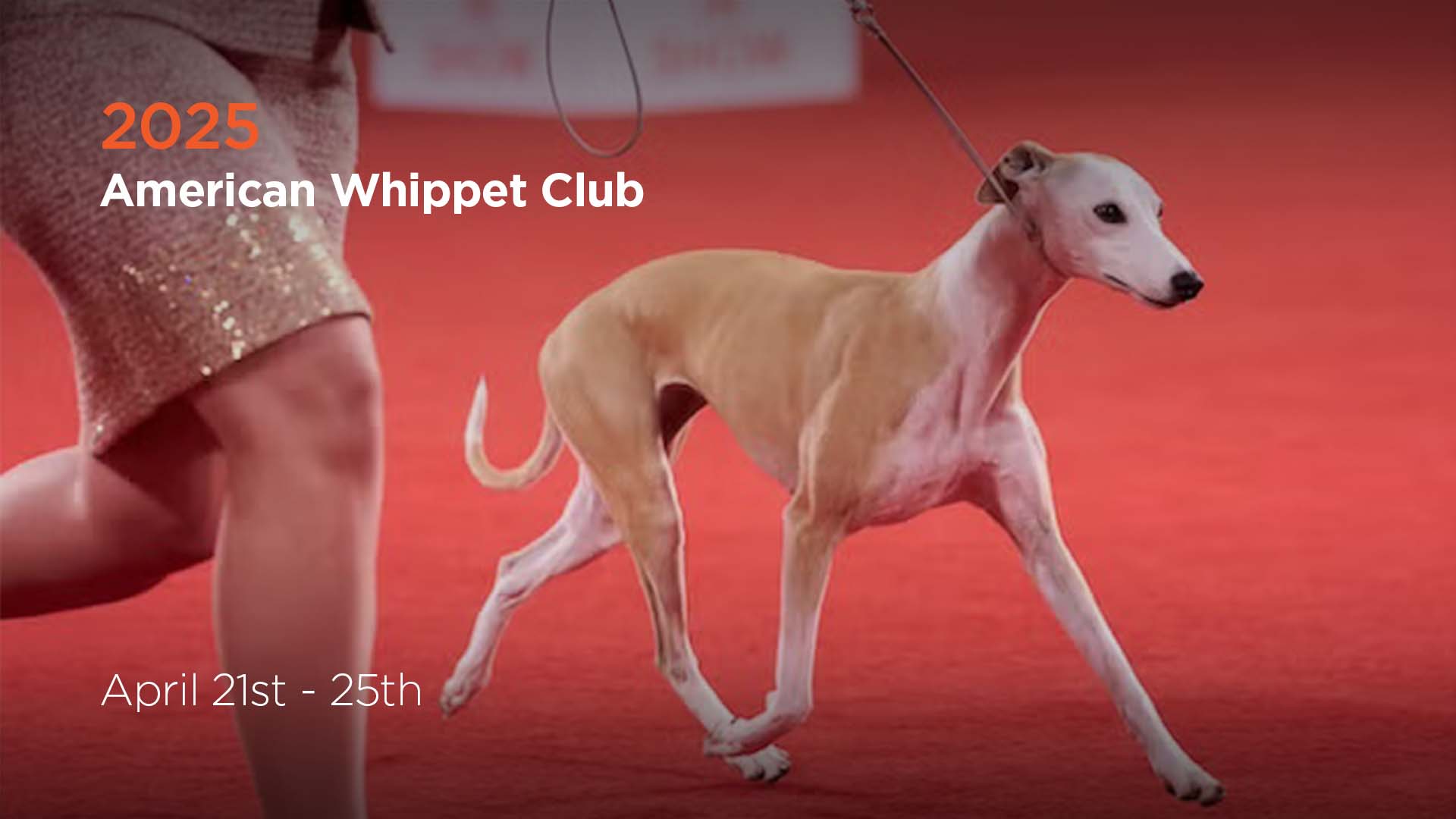 2025 American Whippet Club | AKC.tv
