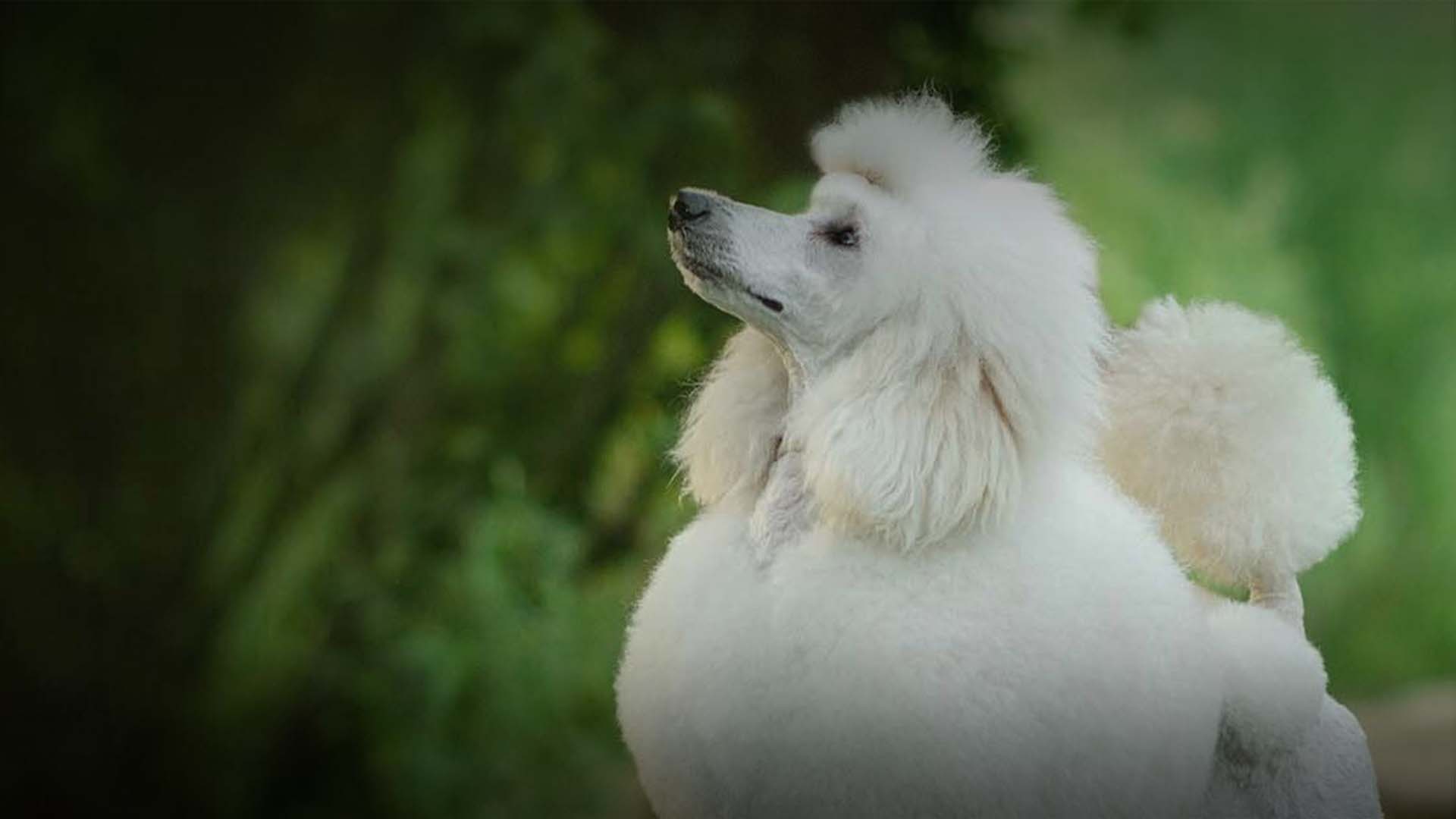 All AKC Events | AKC TV