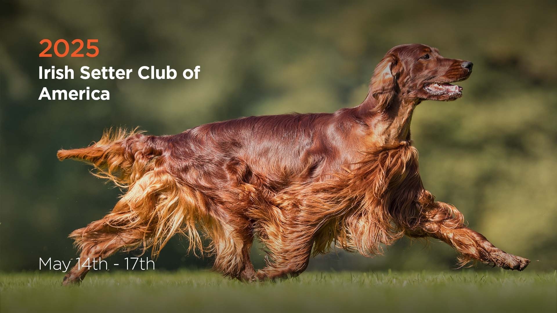 2025 Irish Setter Club of America National Specialty | AKC.tv