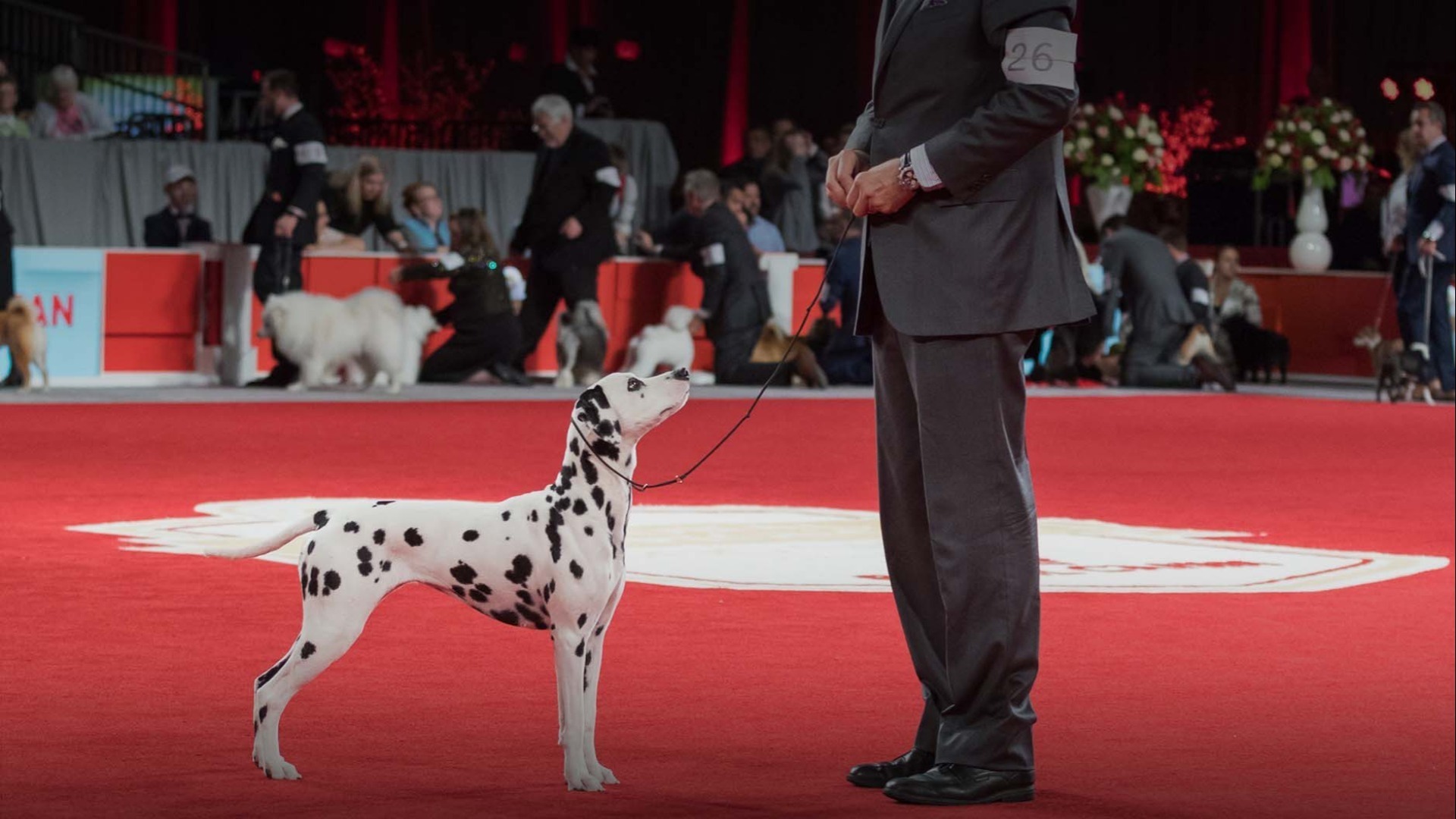 Upcoming Events Live on AKC.TV