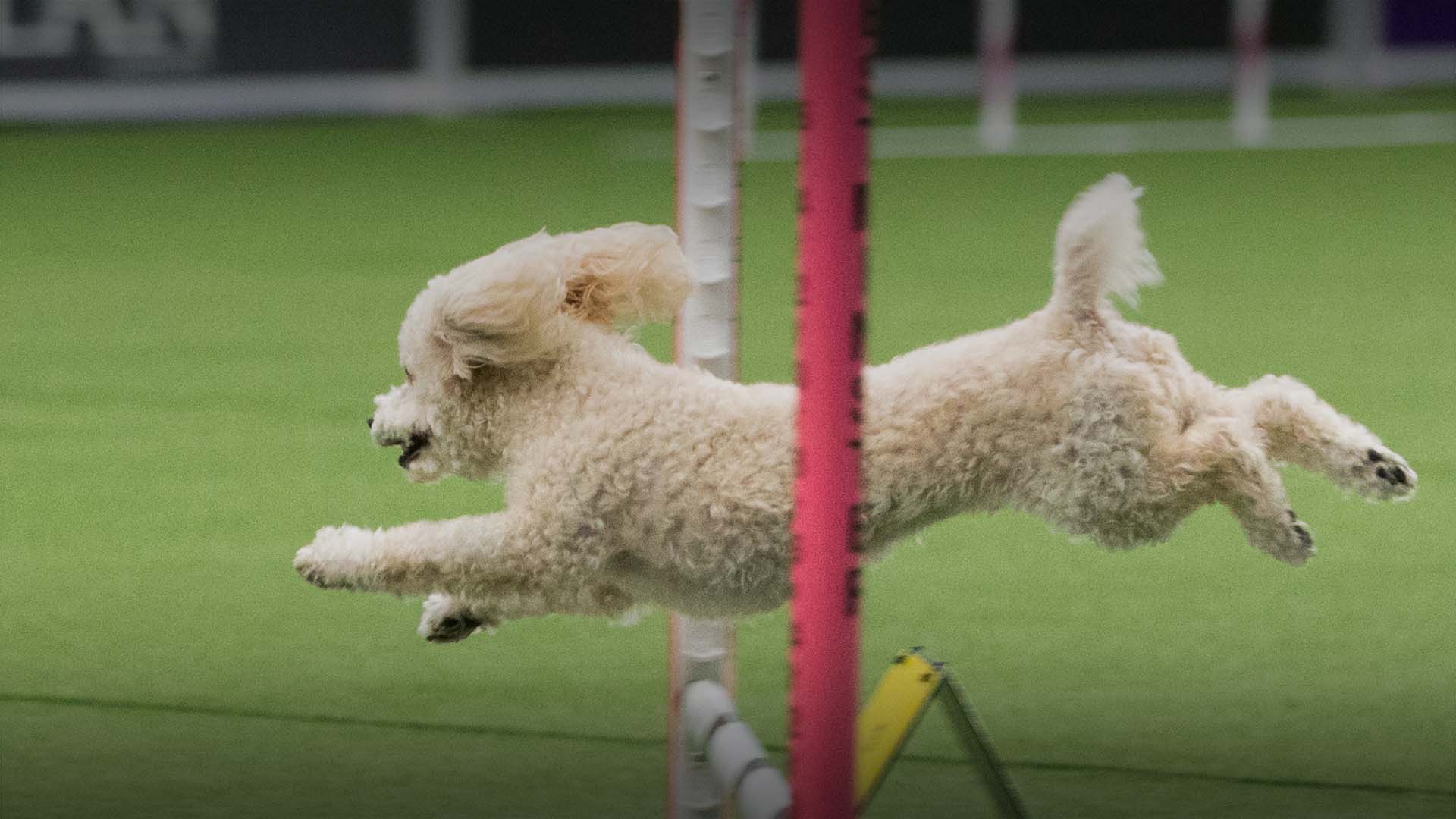 Upcoming Events Live on AKC.TV