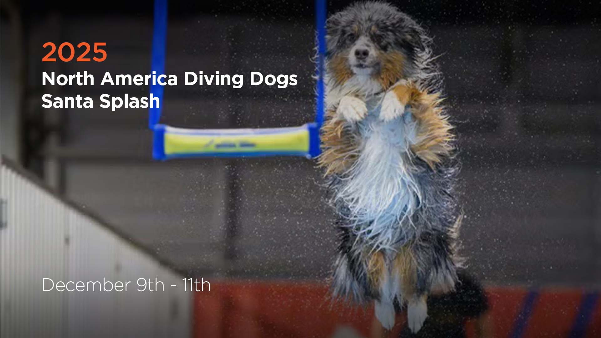 2025 North America Diving Dogs Santa Splash | AKC.tv