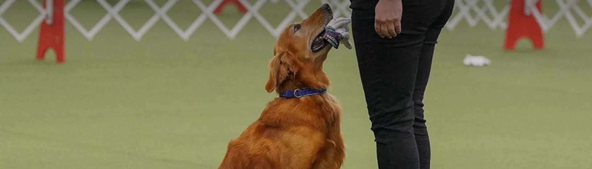 2025 Obedience Classic | AKC.tv
