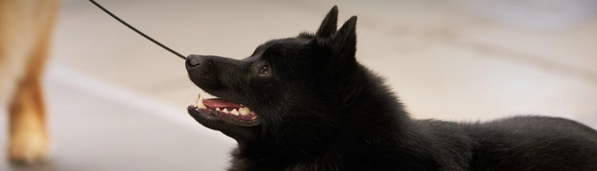 2023 New Brunswick Kennel Club, Inc. | AKC.tv