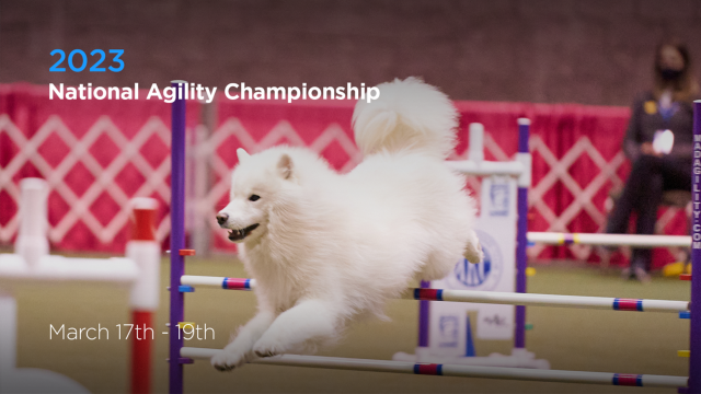 Upcoming Events Live on AKC.TV