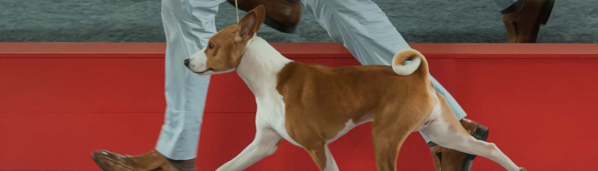 2023 Basenji Club of America National Specialty | AKC.tv