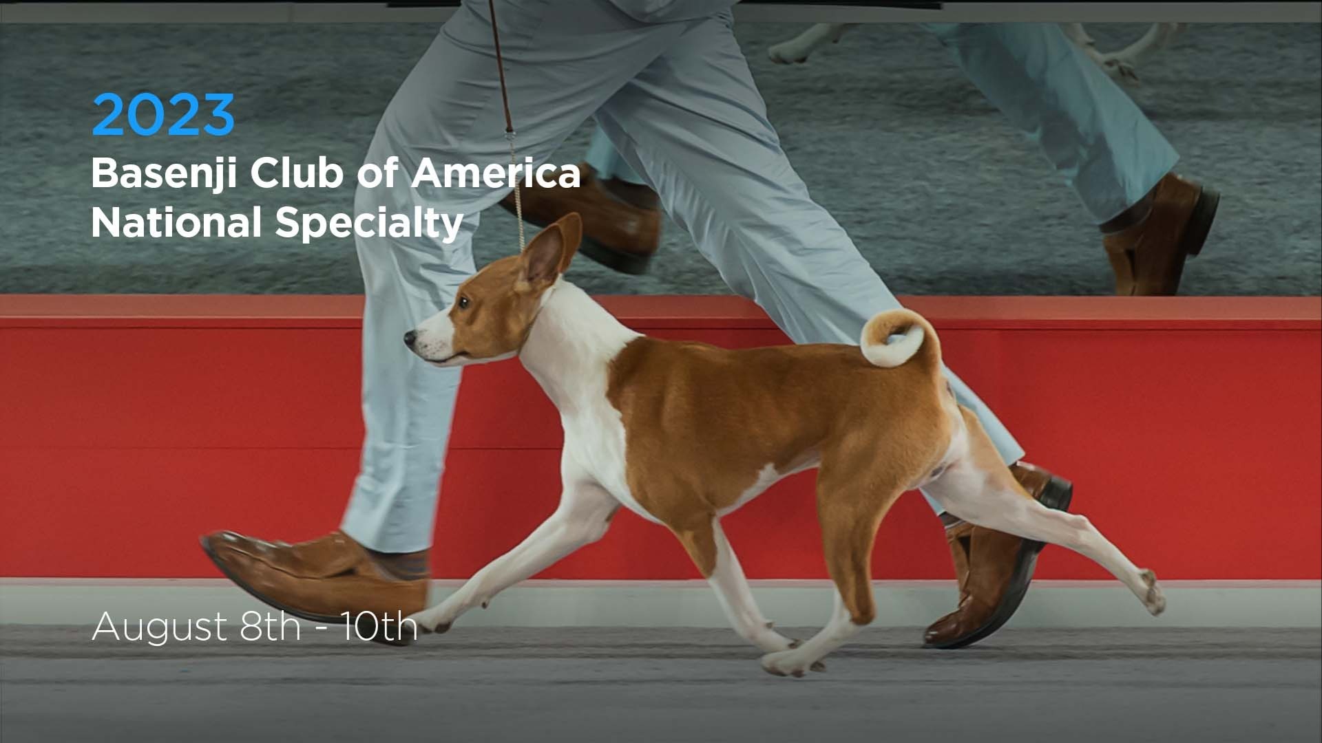 2023 Basenji Club of America National Specialty | AKC.tv